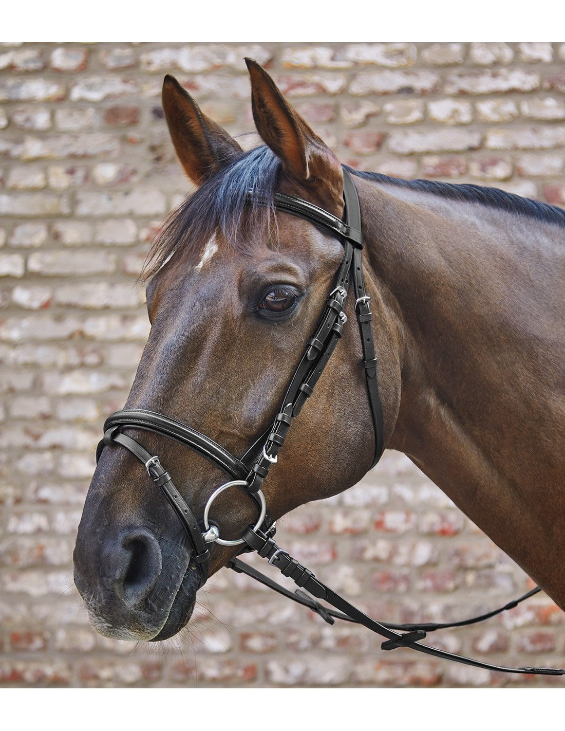 Snaffle Bridles – DSE Equestrian Outfitters